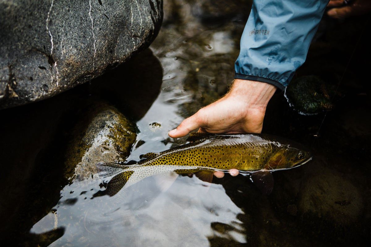 Wild Fly Productions